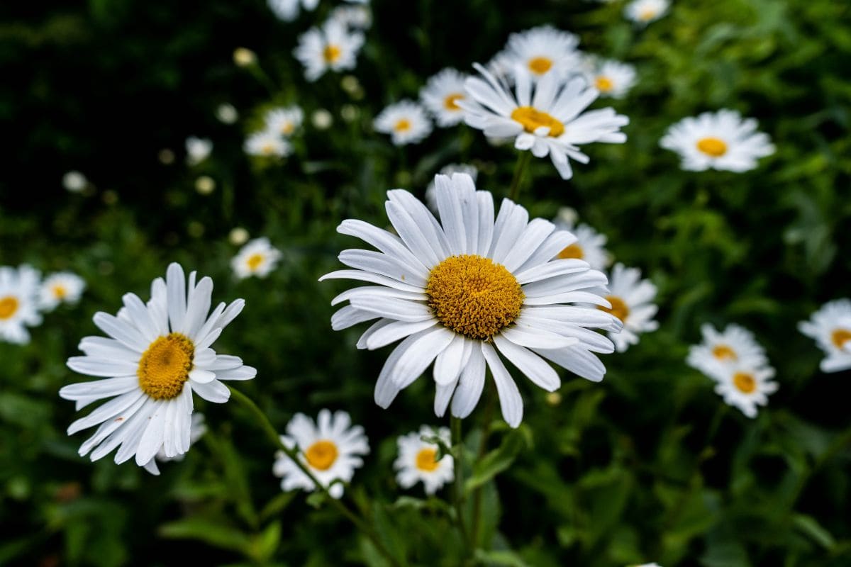 Celebrate the Beauty of Daisies with 71 Inspiring Quotes