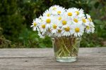 Celebrate the Beauty of Daisies with 71 Inspiring Quotes