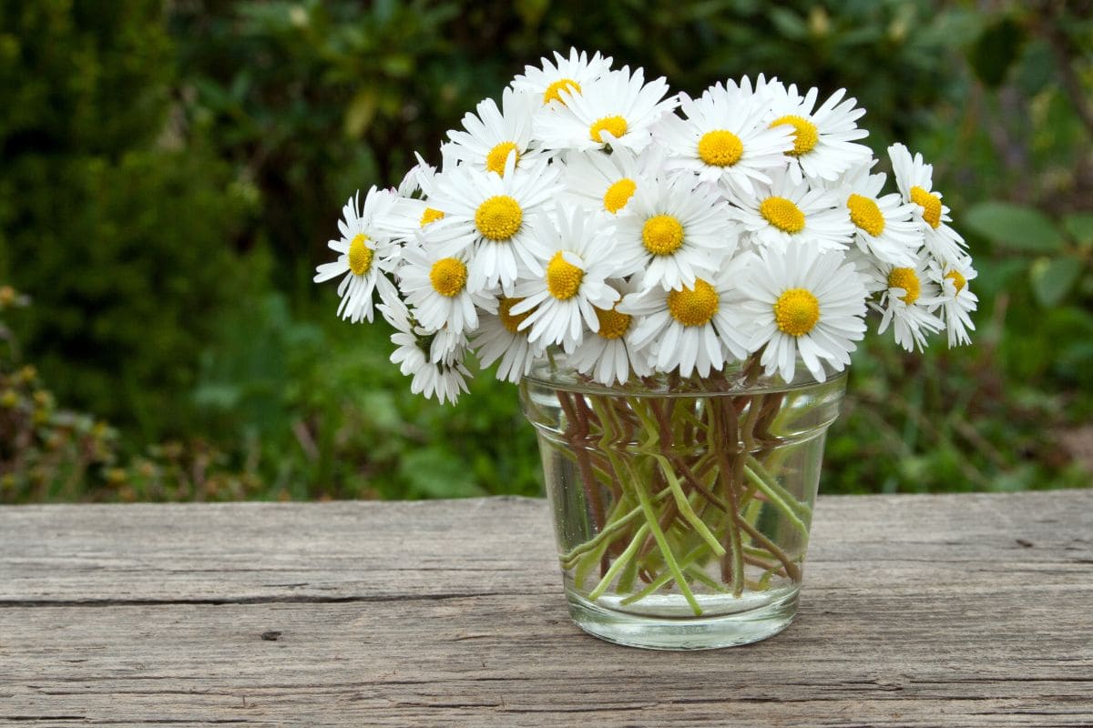 Celebrate the Beauty of Daisies with 71 Inspiring Quotes