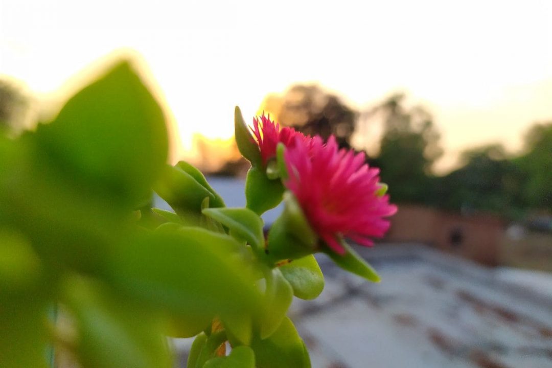 Everything You Need to Know About Baby Sun Rose Care - Plantisima