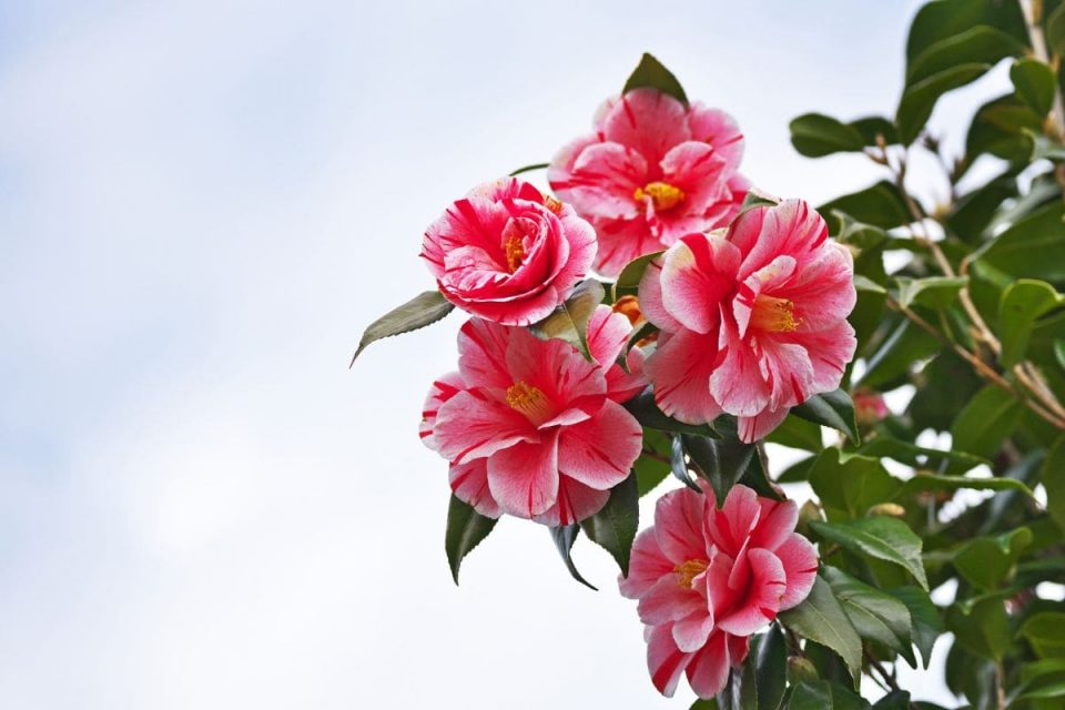 Camellia Japonica: Official Alabama State Flower - Plantisima