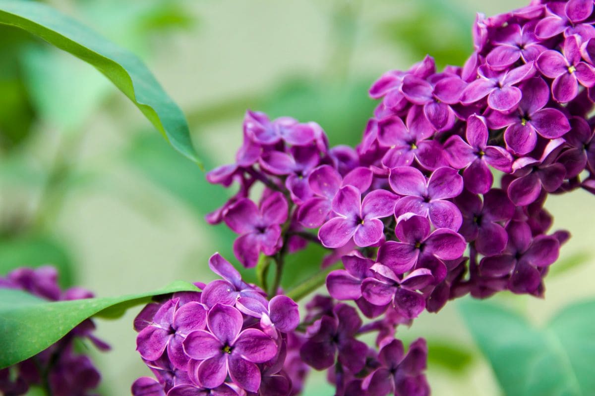 Why Idaho Chose the Syringa as Its State Flower and What Makes It Special