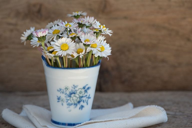 Celebrate the Beauty of Daisies with 71 Inspiring Quotes