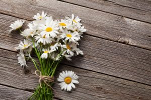 Celebrate the Beauty of Daisies with 71 Inspiring Quotes