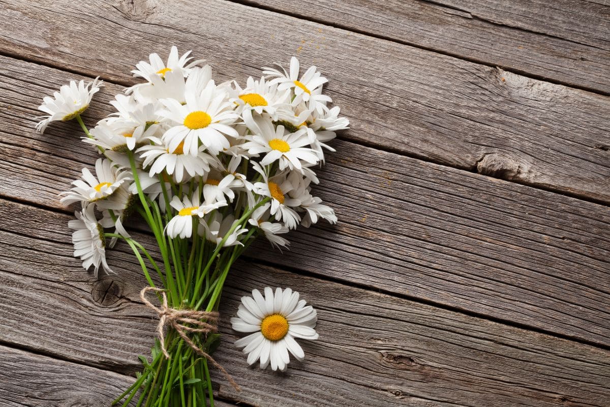 Celebrate the Beauty of Daisies with 71 Inspiring Quotes