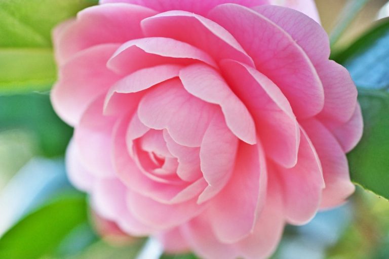 Camellia Japonica: Official Alabama State Flower - Plantisima