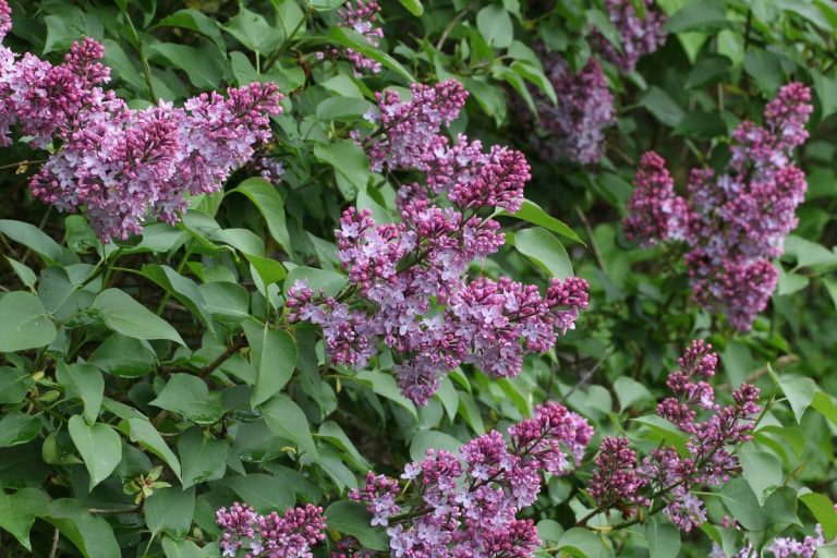 Idaho State Flower: Syringa Fragrant Flowers - Plantisima