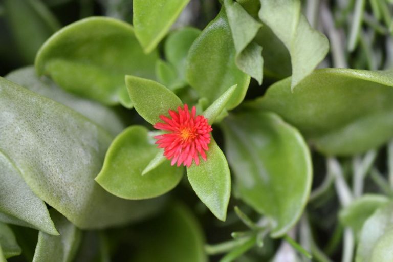 Everything You Need to Know About Baby Sun Rose Care - Plantisima