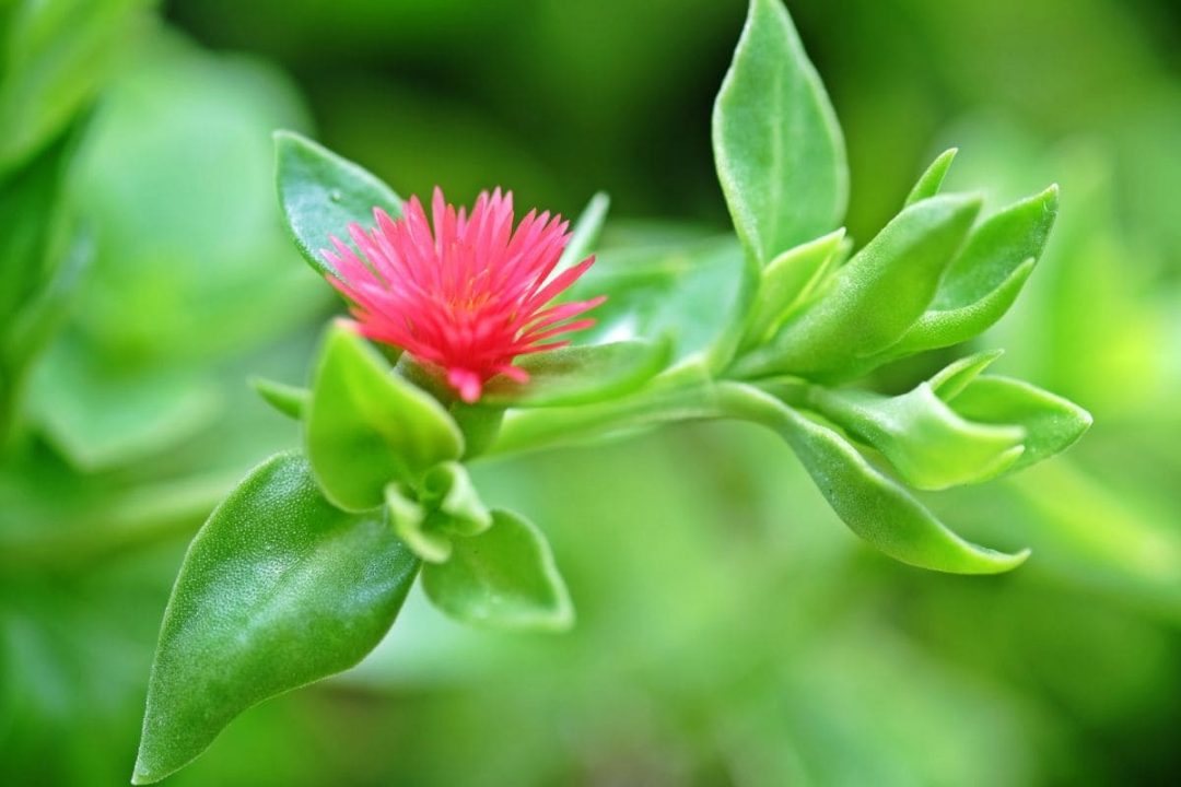 Everything You Need to Know About Baby Sun Rose Care - Plantisima