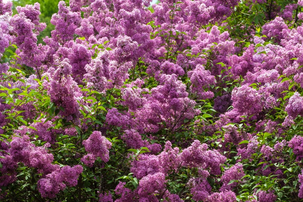 Why Idaho Chose the Syringa as Its State Flower and What Makes It Special