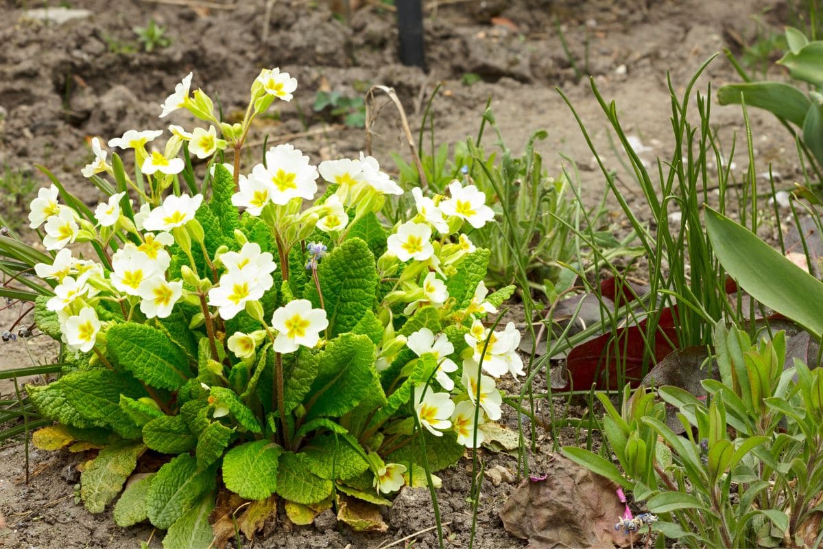 Primrose Birth Flower: Appreciate The Sacred Flower Symbolism - Plantisima