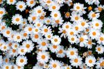 Celebrate the Beauty of Daisies with 71 Inspiring Quotes