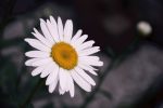 Celebrate the Beauty of Daisies with 71 Inspiring Quotes