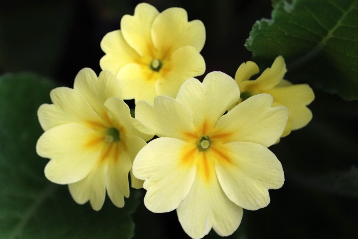 Primrose Birth Flower: Appreciate The Sacred Flower Symbolism - Plantisima
