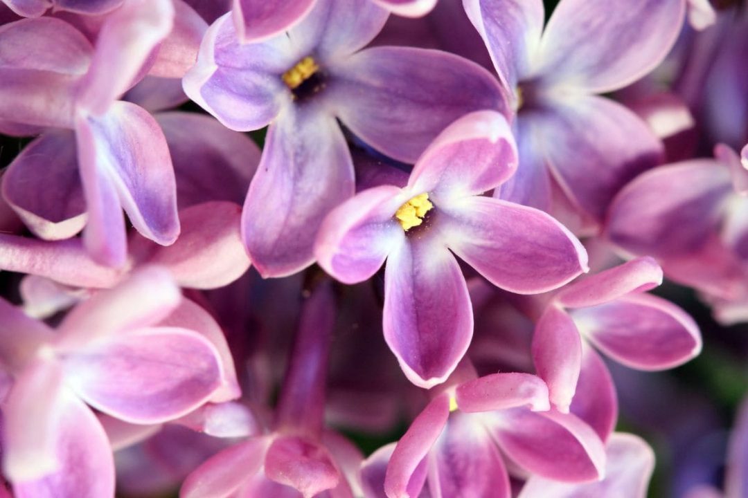 Idaho State Flower: Syringa Fragrant Flowers - Plantisima