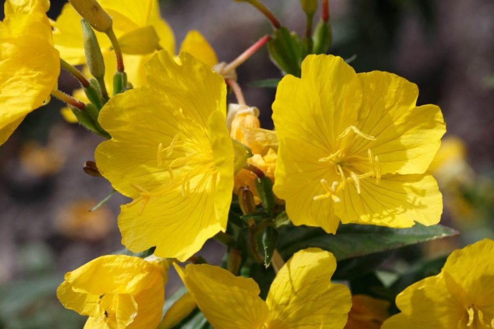 Primrose Birth Flower: Appreciate The Sacred Flower Symbolism - Plantisima