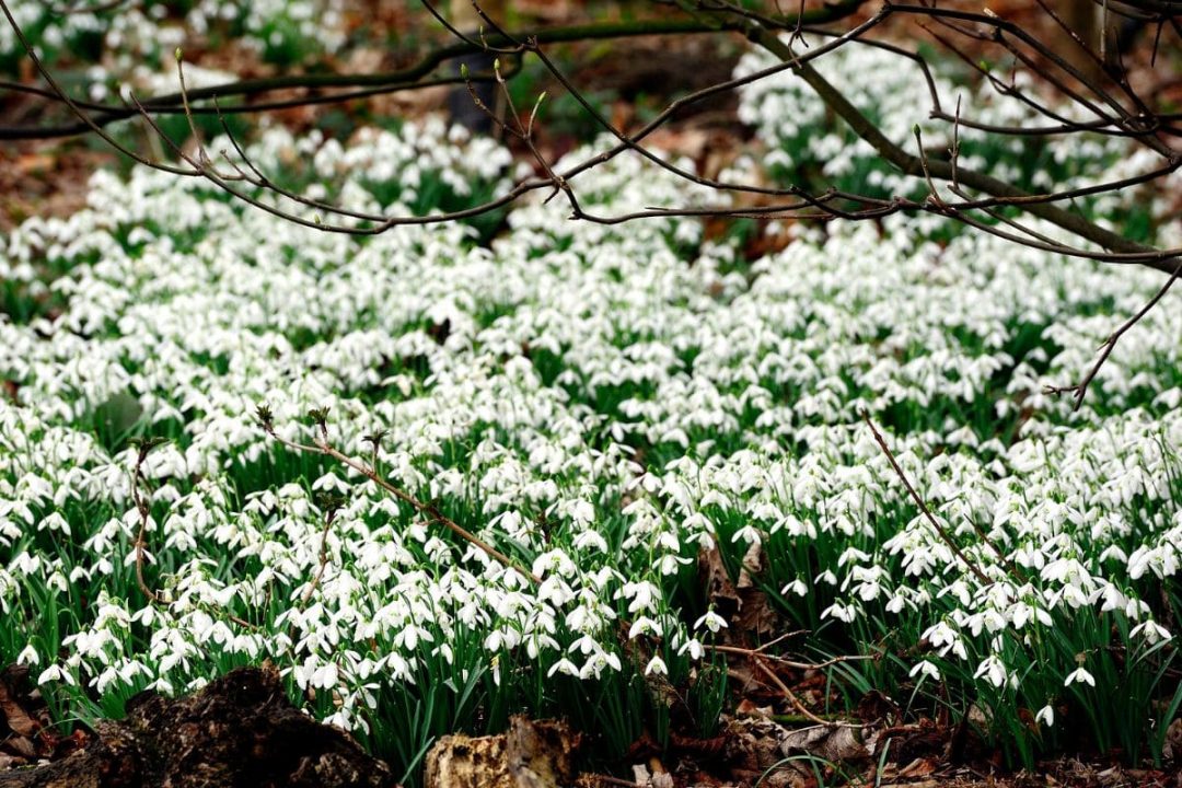 Snowdrop Flower Meaning: Lady Spring Blooms Symbolism