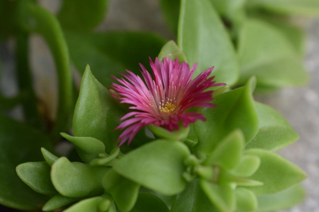 Everything You Need to Know About Baby Sun Rose Care - Plantisima