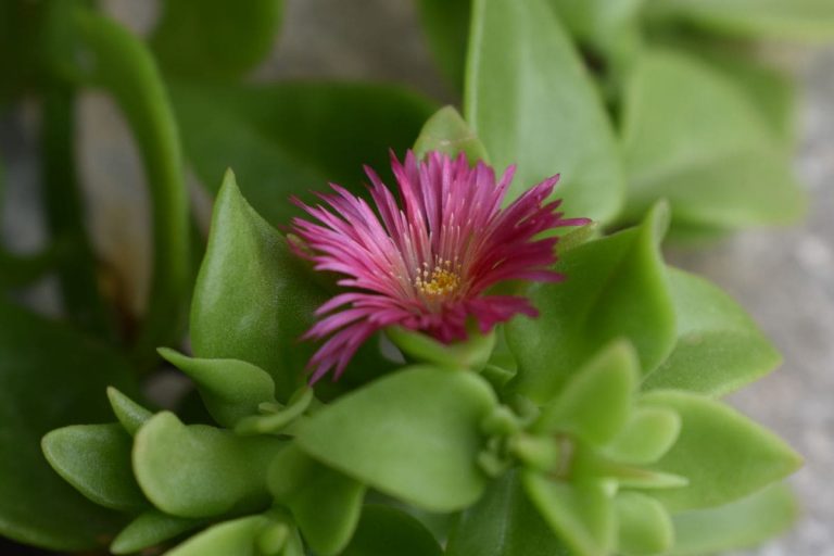 Everything You Need to Know About Baby Sun Rose Care - Plantisima