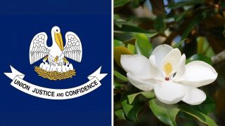 Louisiana’s Beloved Magnolia: The Story Behind the State Flower ...