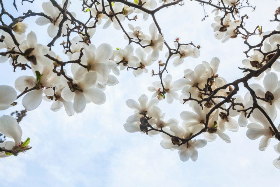 Louisiana’s Beloved Magnolia: The Story Behind the State Flower ...
