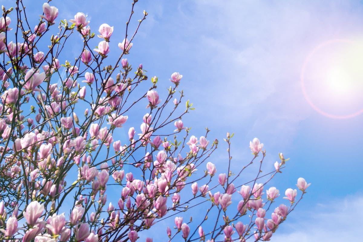 Louisiana’s Beloved Magnolia: The Story Behind the State Flower ...