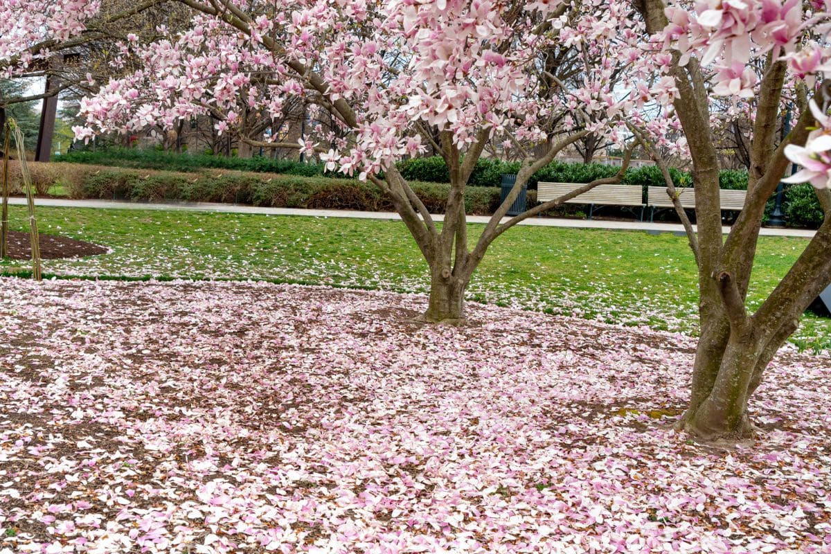Louisiana’s Beloved Magnolia: The Story Behind the State Flower ...