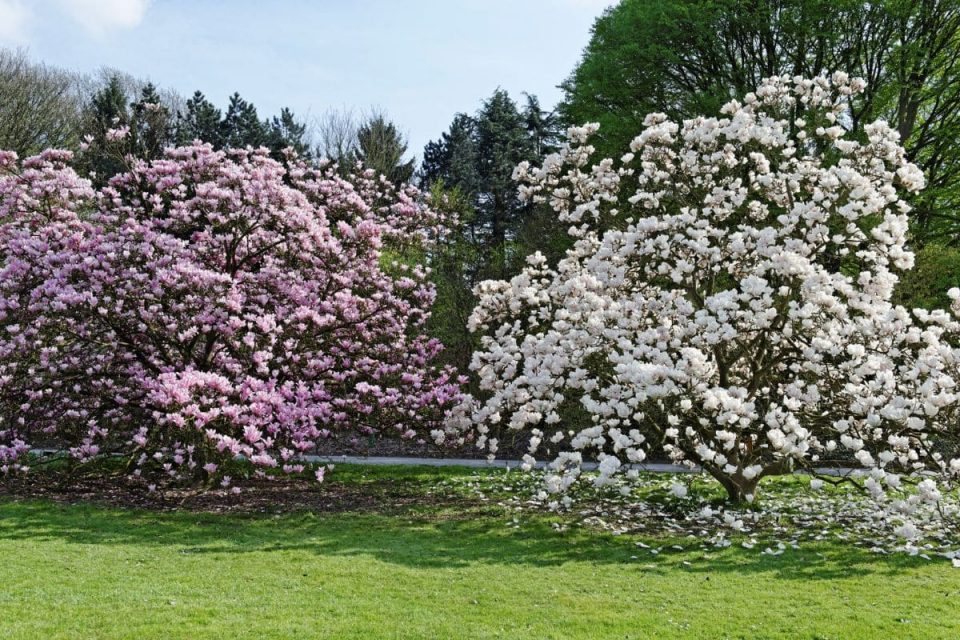 Louisiana’s Beloved Magnolia: The Story Behind the State Flower ...