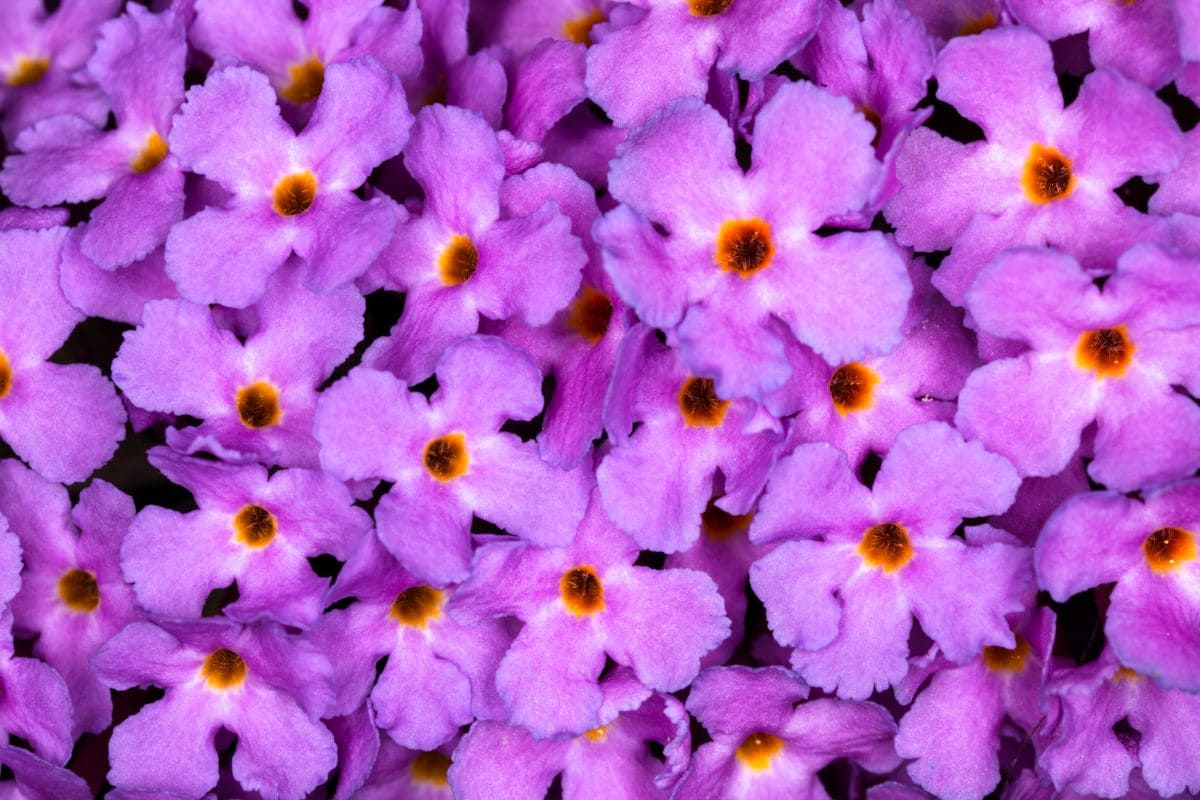 Grow a Gorgeous Butterfly Garden in Florida with Butterfly Bushes