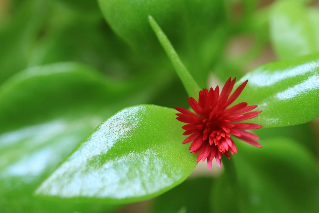 Everything You Need to Know About Baby Sun Rose Care - Plantisima