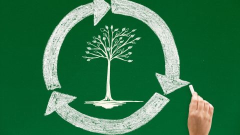 Plant Life Cycle: Phases And Processes In The Fascinating Botanic World