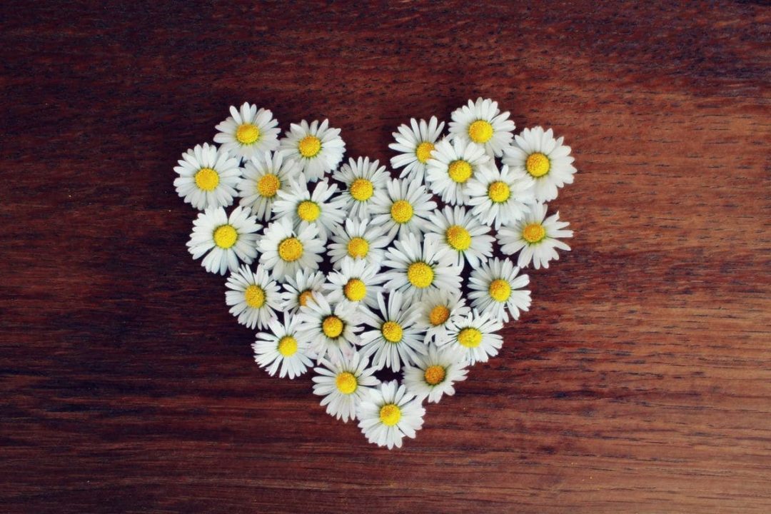 Celebrate the Beauty of Daisies with 71 Inspiring Quotes