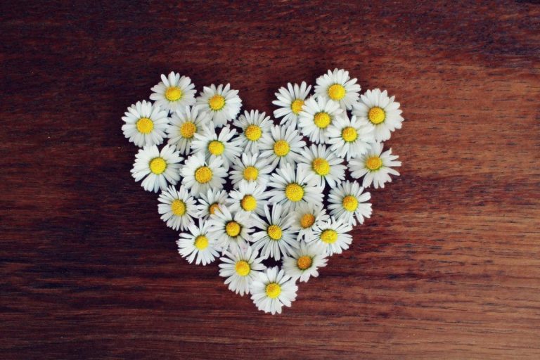 Celebrate the Beauty of Daisies with 71 Inspiring Quotes