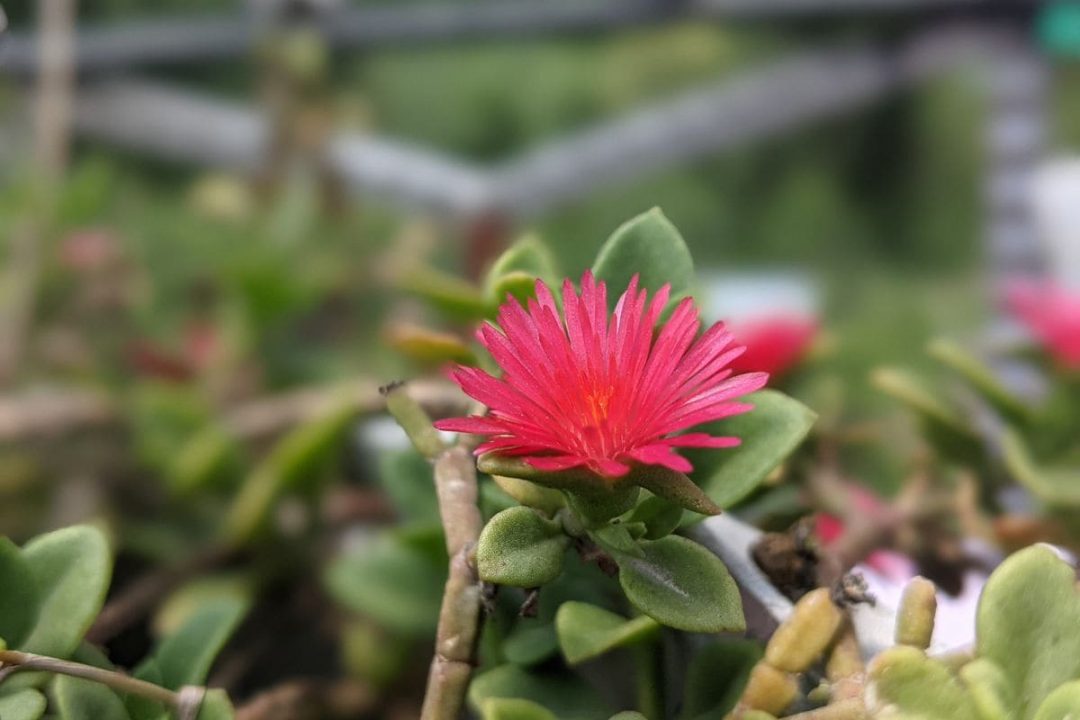 Everything You Need to Know About Baby Sun Rose Care - Plantisima