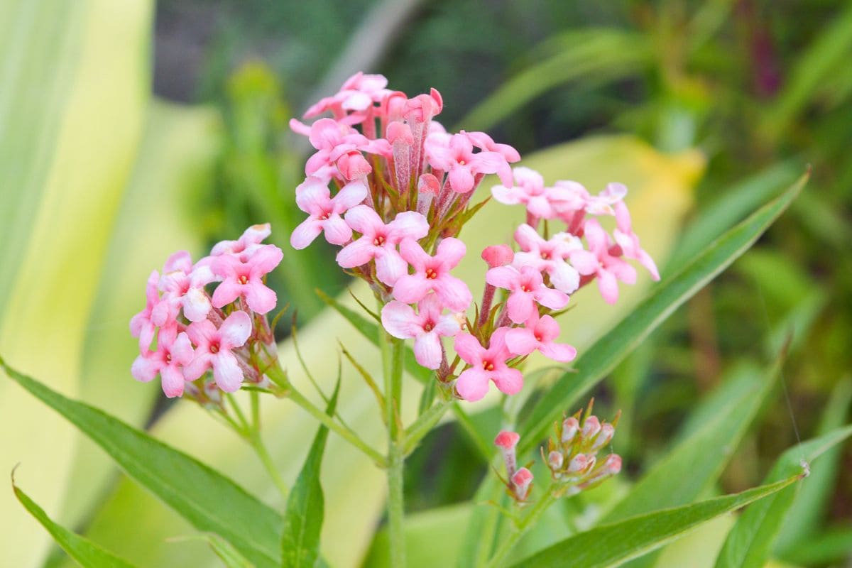 Panama Rose: The Best Care Guide Of Dark Pink Tubular Flowers - Plantisima