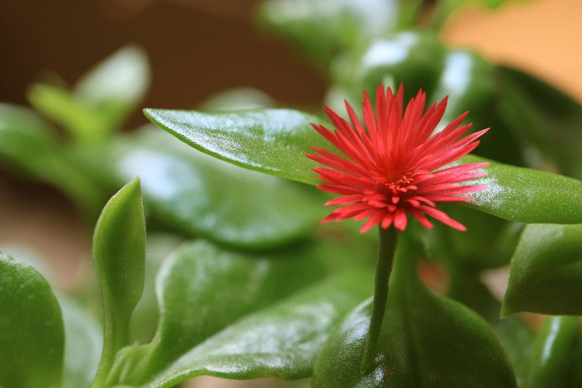 Baby Sun Rose - Ultimate And Unique Care Guide - Plantisima
