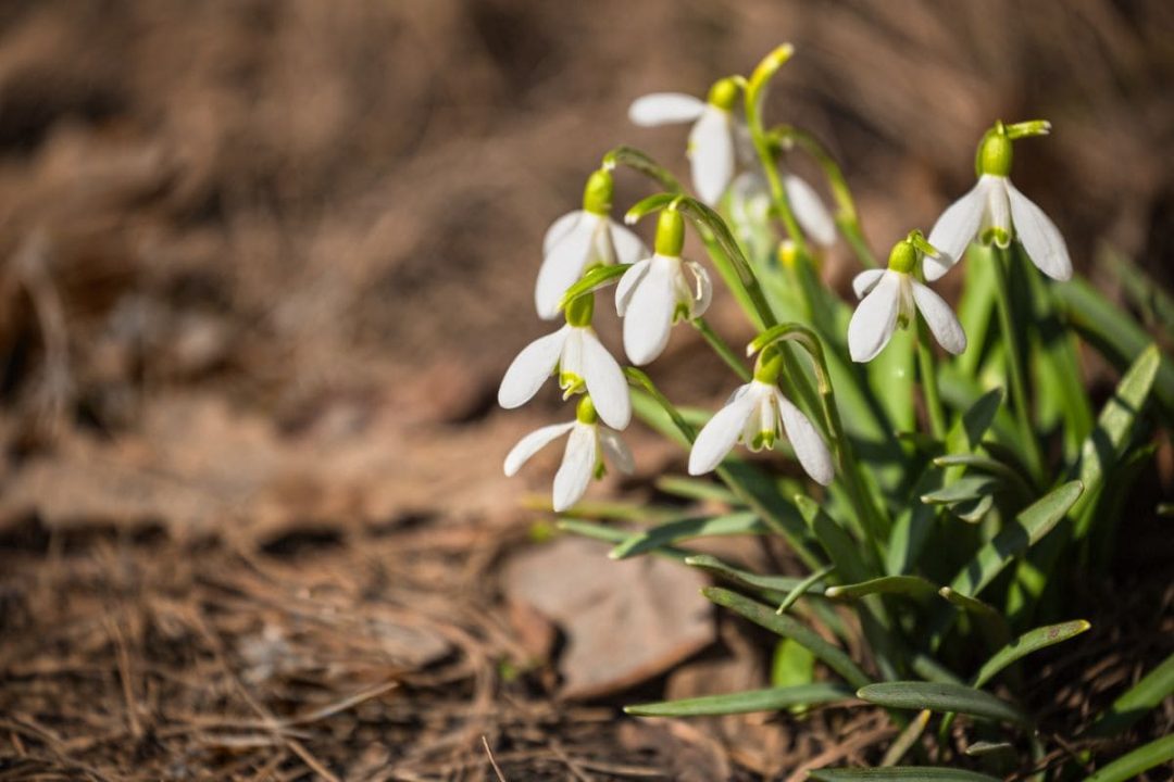 Snowdrop Flower Meaning: Lady Spring Blooms Symbolism