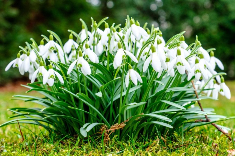 Snowdrop Flower Meaning: Lady Spring Blooms Symbolism