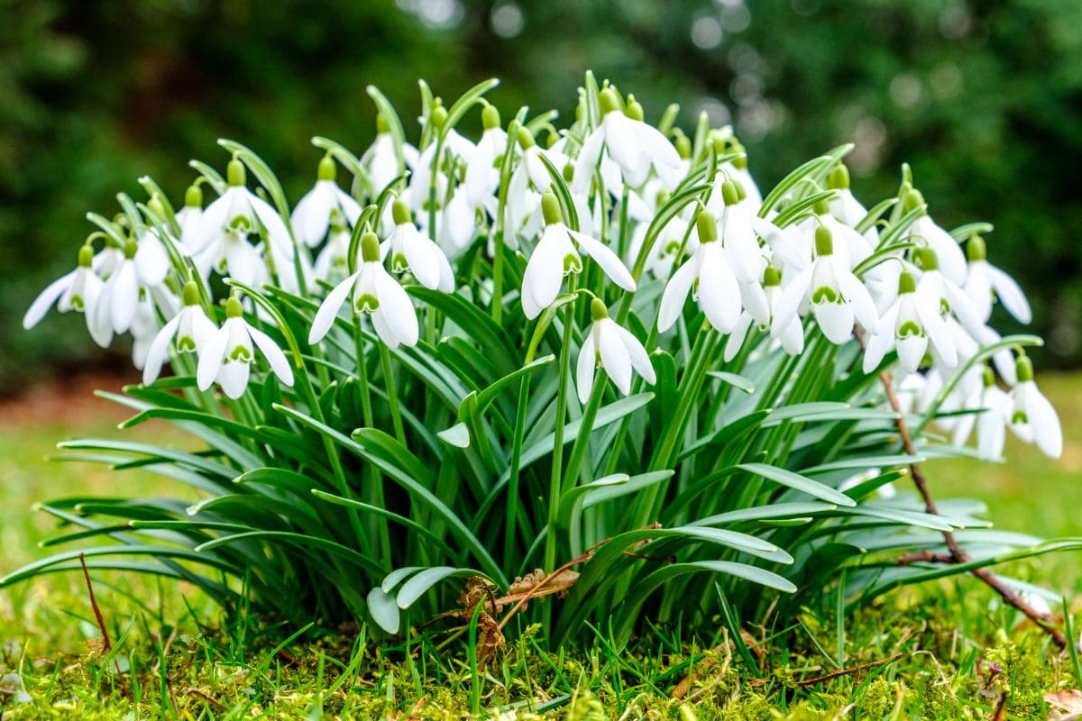 Snowdrop Flower Meaning: Lady Spring Blooms Symbolism