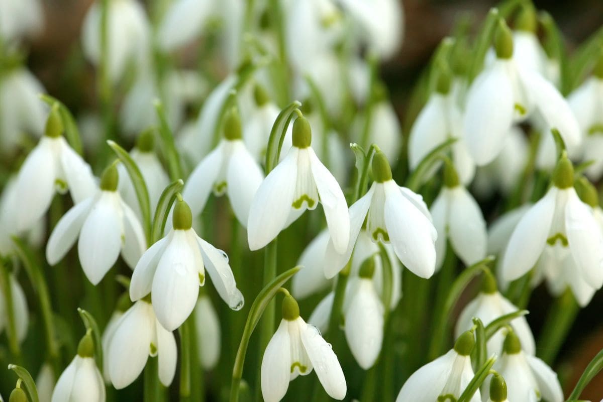 Snowdrop Flower Meaning: Lady Spring Blooms Symbolism - Plantisima