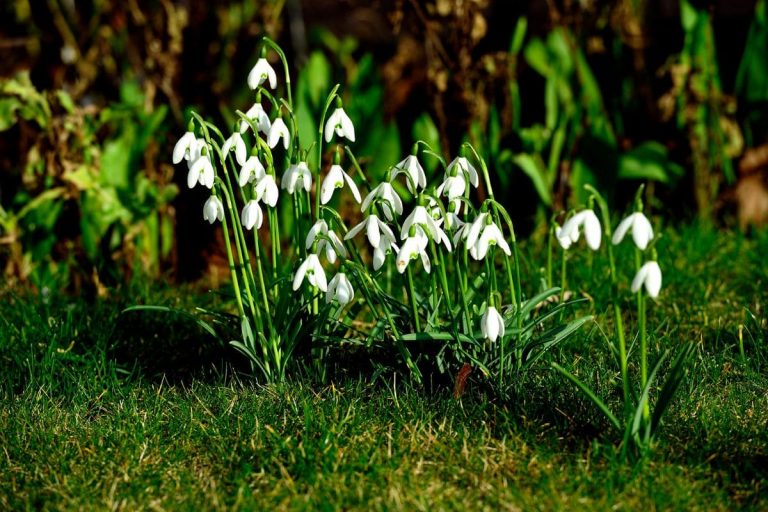 Snowdrop Flower Meaning: Lady Spring Blooms Symbolism