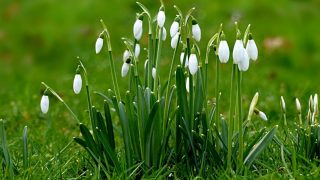 Snowdrop Flower Meaning: Lady Spring Blooms Symbolism - Plantisima
