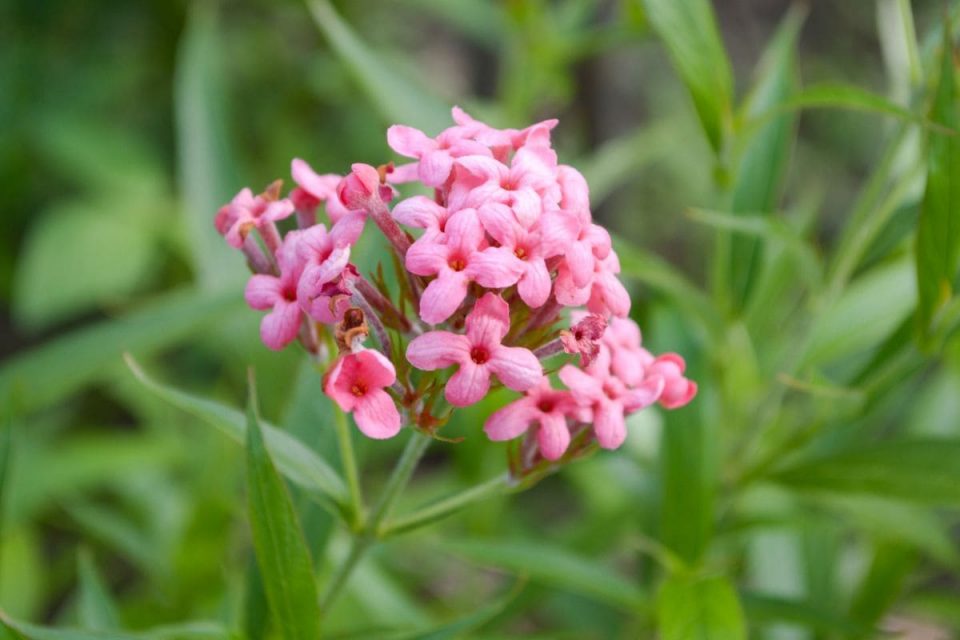Panama Rose: The Best Care Guide Of Dark Pink Tubular Flowers - Plantisima