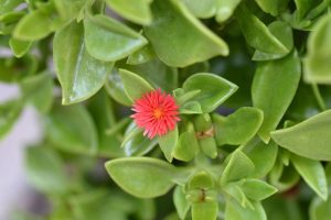 Everything You Need to Know About Baby Sun Rose Care - Plantisima