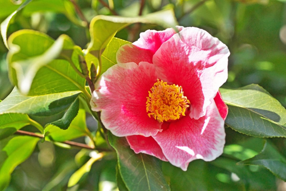 Camellia Japonica: Official Alabama State Flower - Plantisima