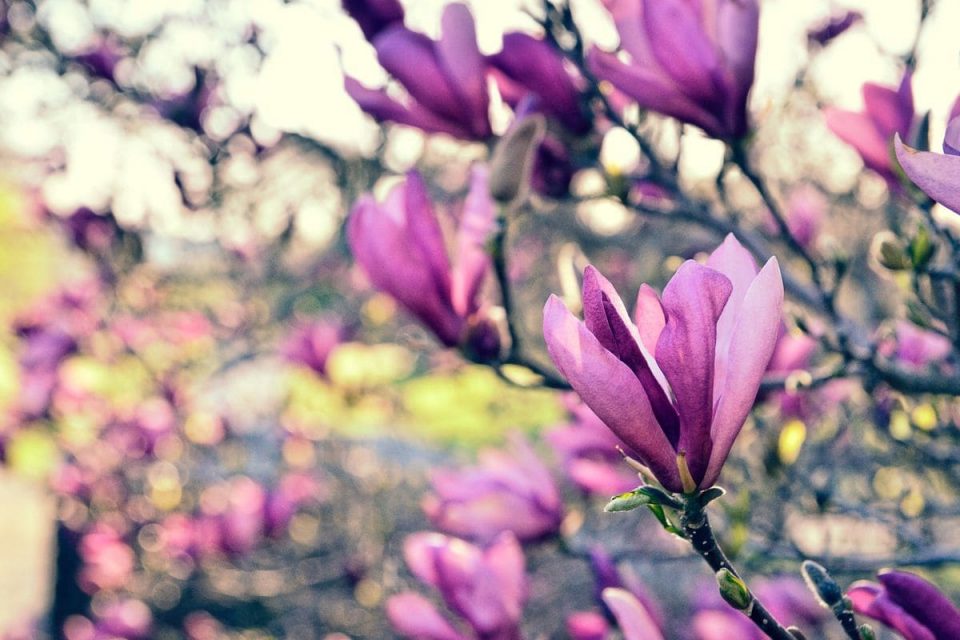 Louisiana’s Beloved Magnolia: The Story Behind the State Flower ...