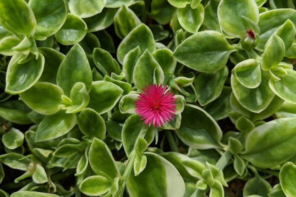 Everything You Need to Know About Baby Sun Rose Care - Plantisima