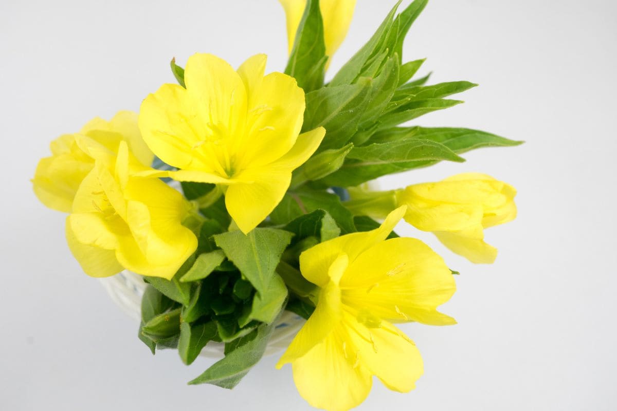 Primrose Birth Flower: Appreciate The Sacred Flower Symbolism - Plantisima