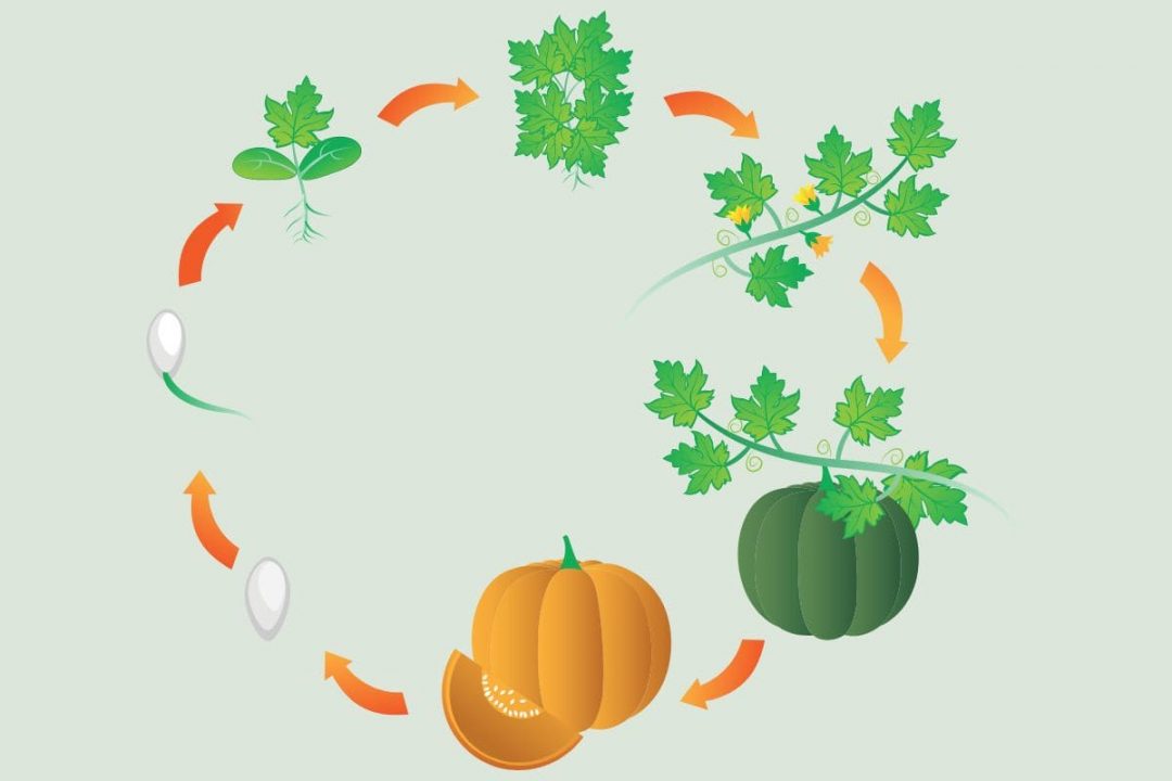 From Seedling to Full Bloom Follow the Intriguing Plant Life Cycle