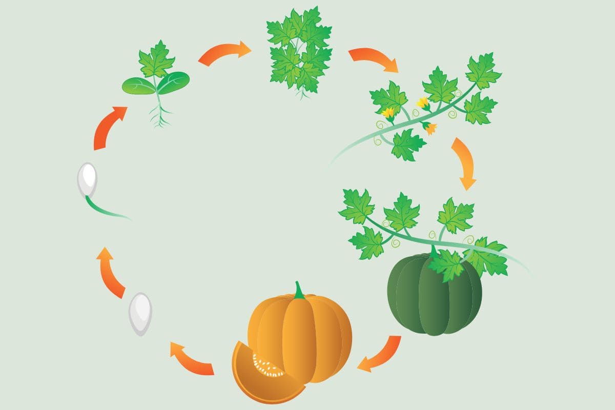 From Seedling to Full Bloom Follow the Intriguing Plant Life Cycle